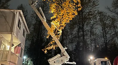 Local Tree Service Company - Seattle. Bellevue & Everett