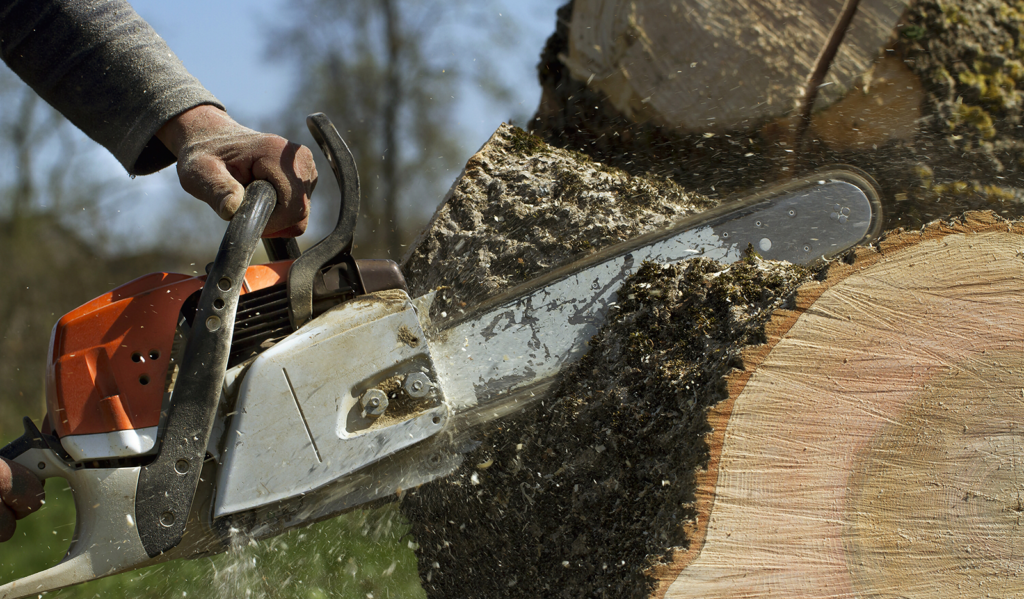 Tree Cutting Services Near Snohomish – Safe, Affordable Tree Removal