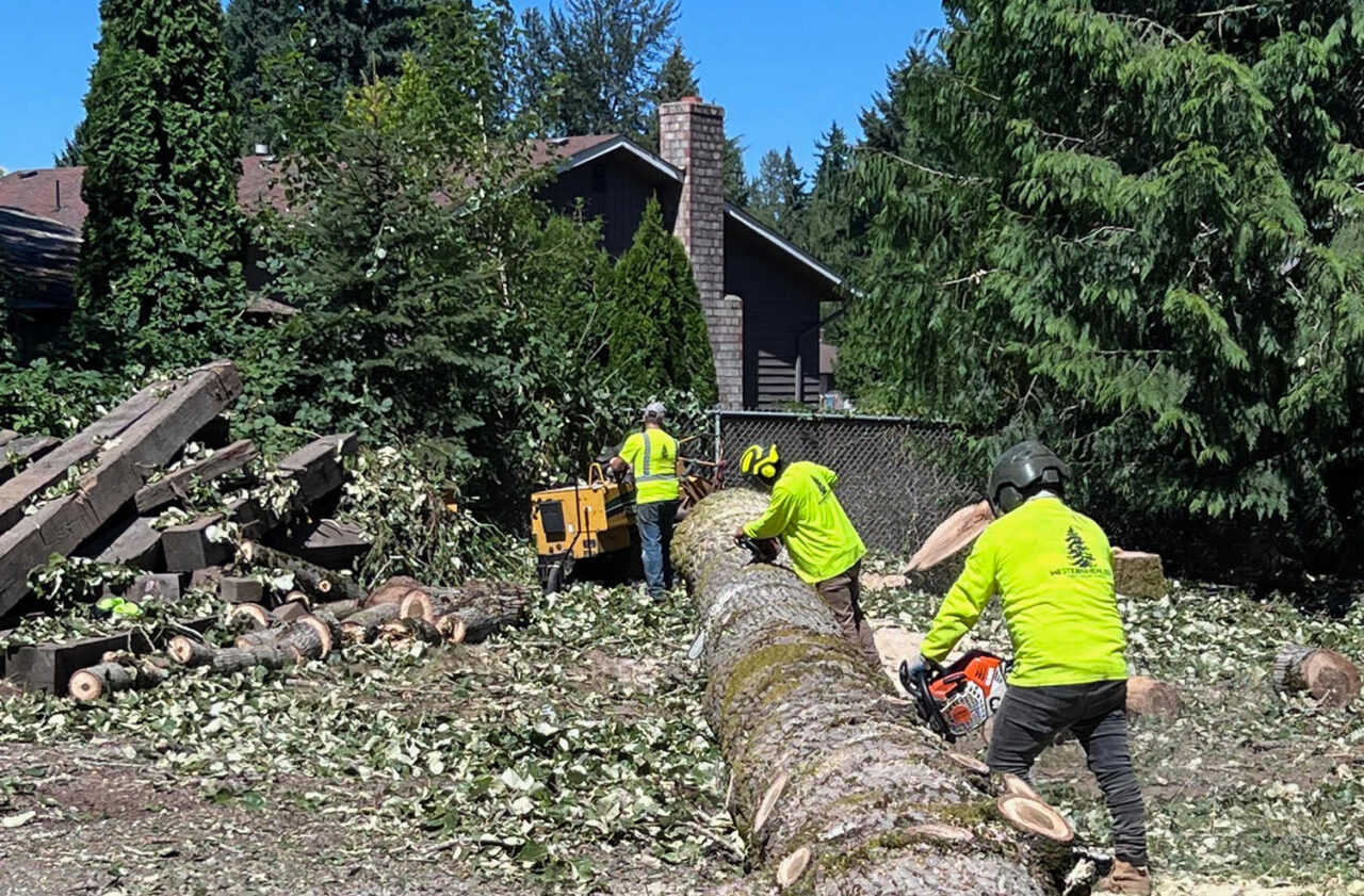 Affordable Tree Services Near Me | Certified Arborists | Western ...